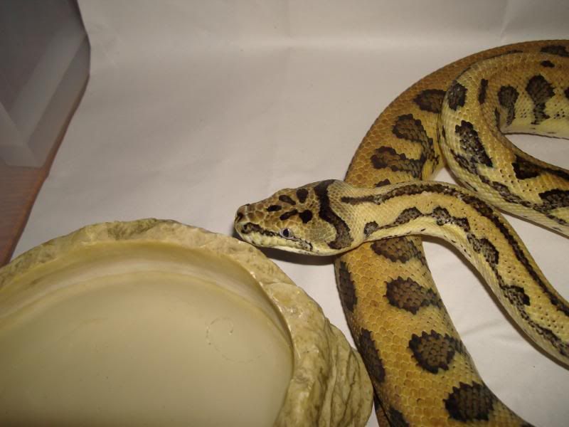 Jaguar Carpet Python. | Reptile Forums